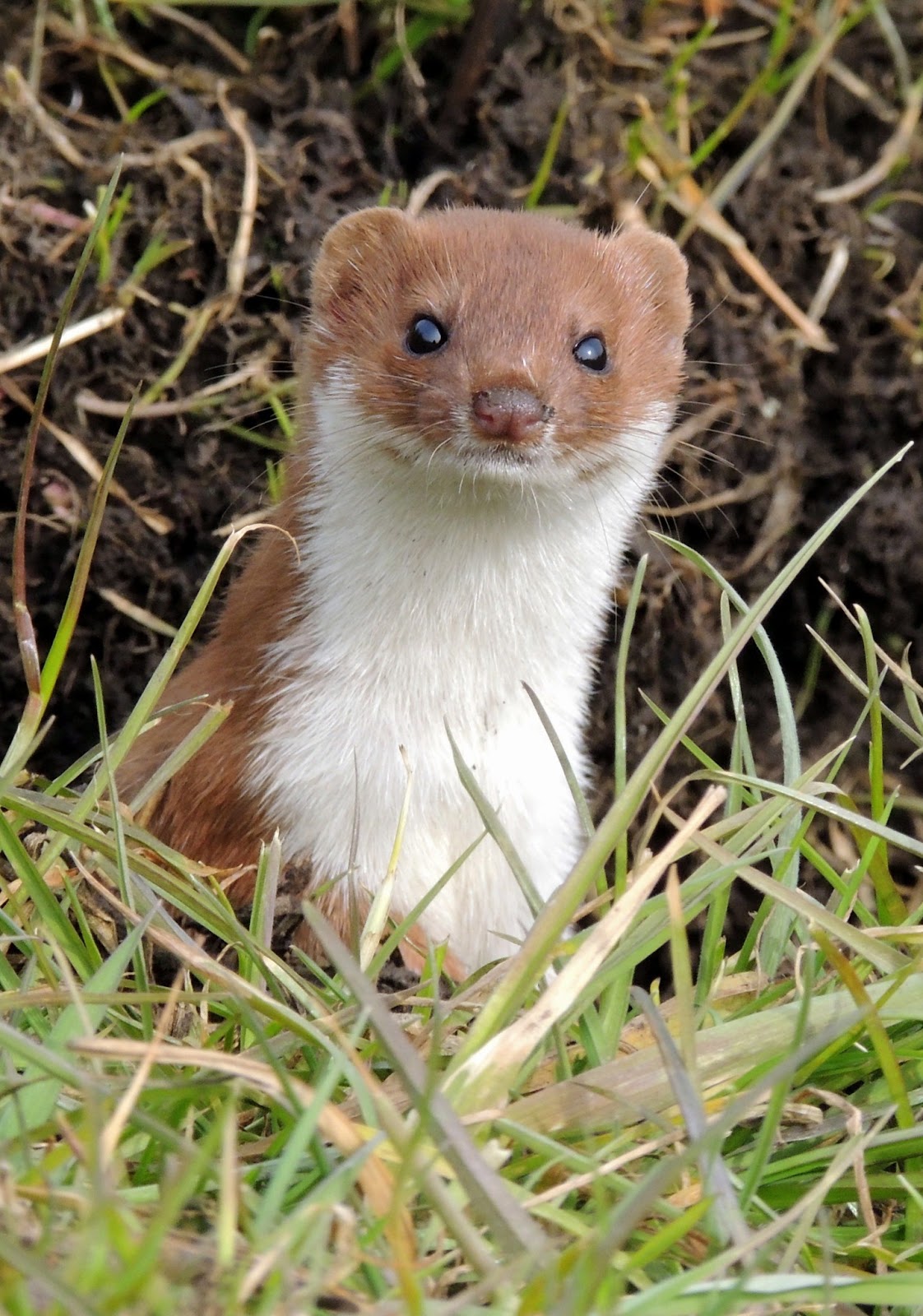 Weasel Words | Authentic Voice